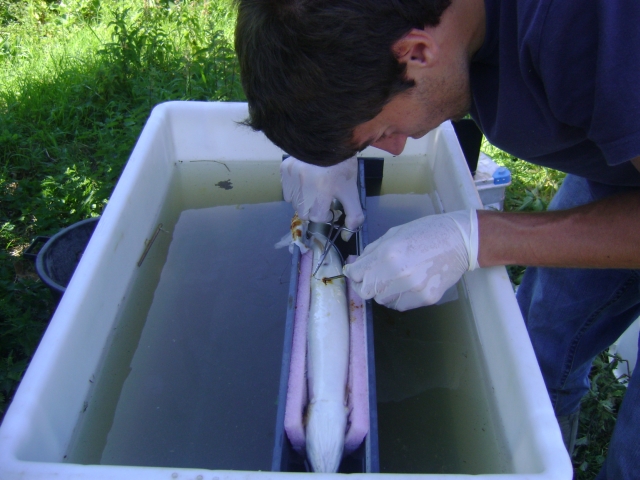 Aristotle on species distributions and migration patterns | Lifewatch